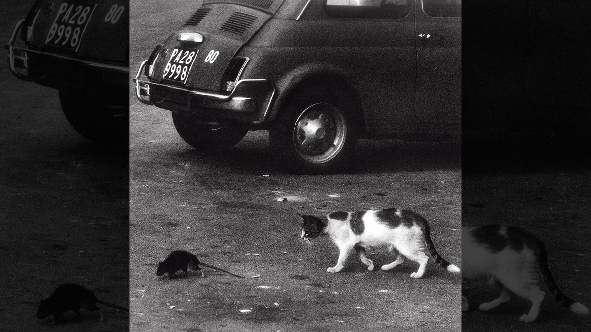 Conway The Machine connects with Wun Two for "Cosca"